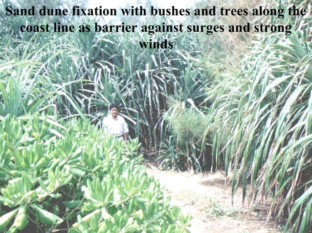 DRR basic concepts and terminologies of disaster risk reduction DRR | PPT