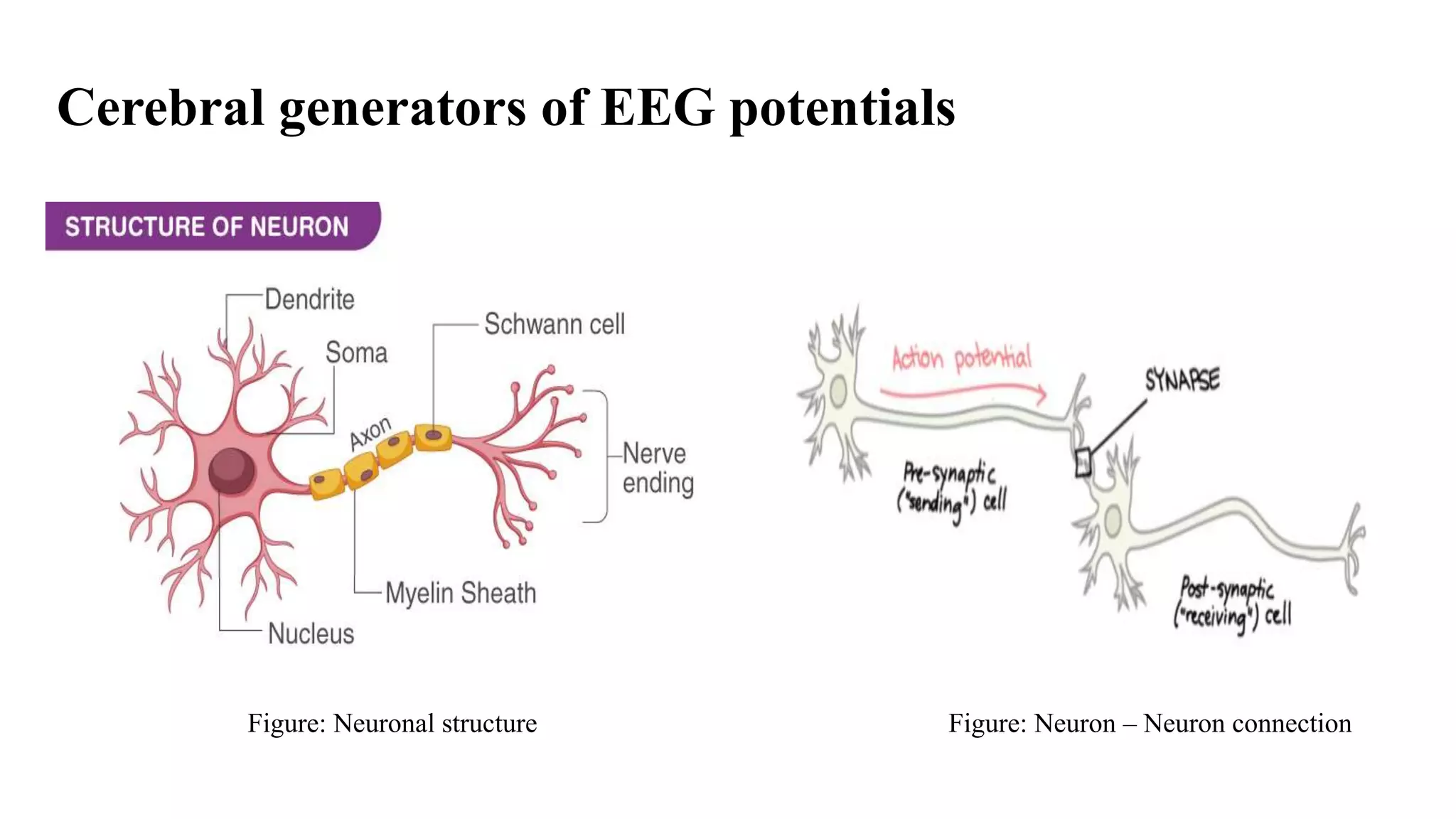 1 basics of eeg and fundamentals of its measurement | PPTX