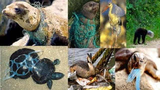 Plastic Garbage Project-5 | PPTX | Environment | Science