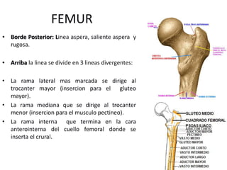 osteologia del miembro inferior - copia.pptx