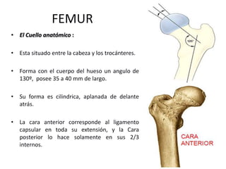 osteologia del miembro inferior - copia.pptx