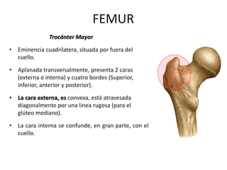 osteologia del miembro inferior - copia.pptx