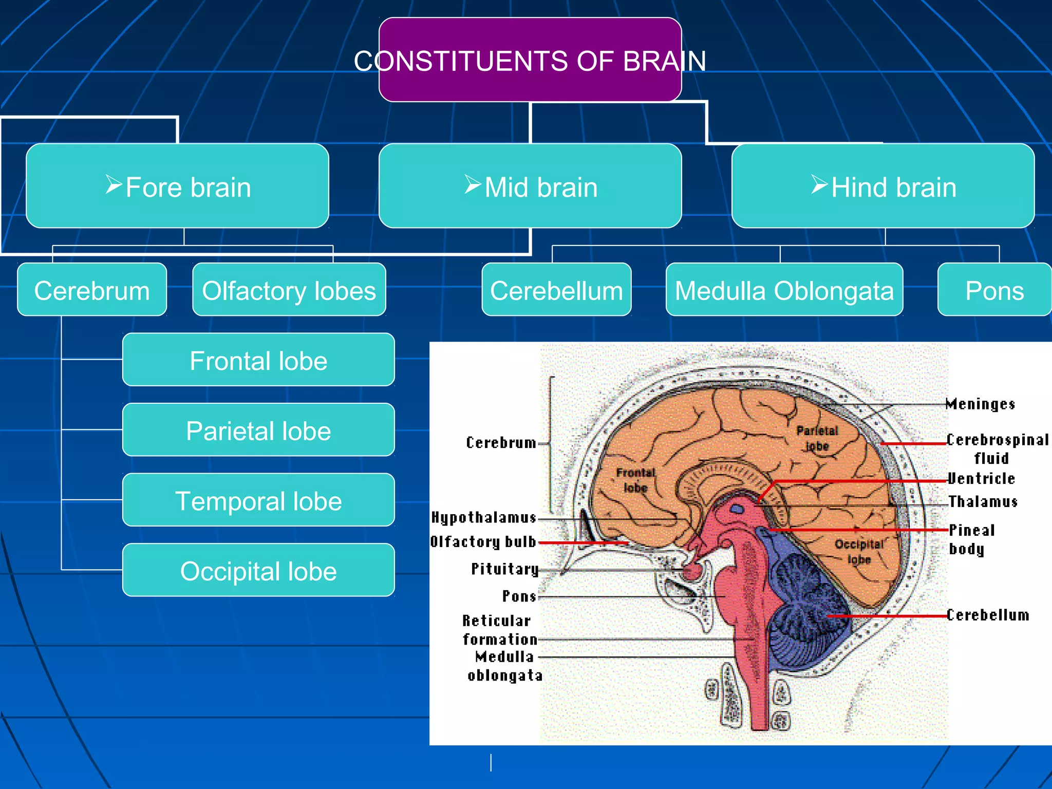 Parts And Functions of Human Brain | PPT