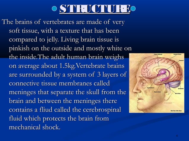 Parts And Functions of Human Brain | PPT