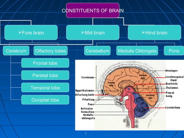 Parts And Functions of Human Brain | PPT