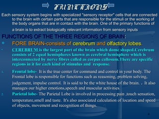 Parts And Functions of Human Brain | PPT