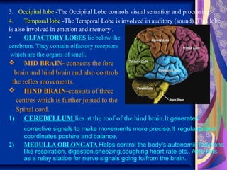 Parts And Functions of Human Brain | PPT