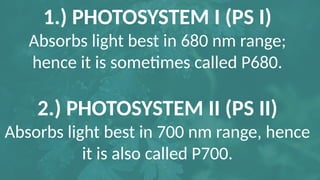 1 BIOENERGETICS-WPS Office. pptx for grade 12 students | PPTX