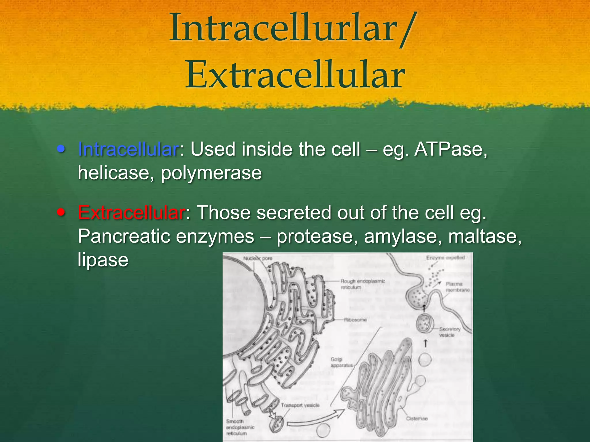AS Level Biology - 3) Enzymes | PPTX
