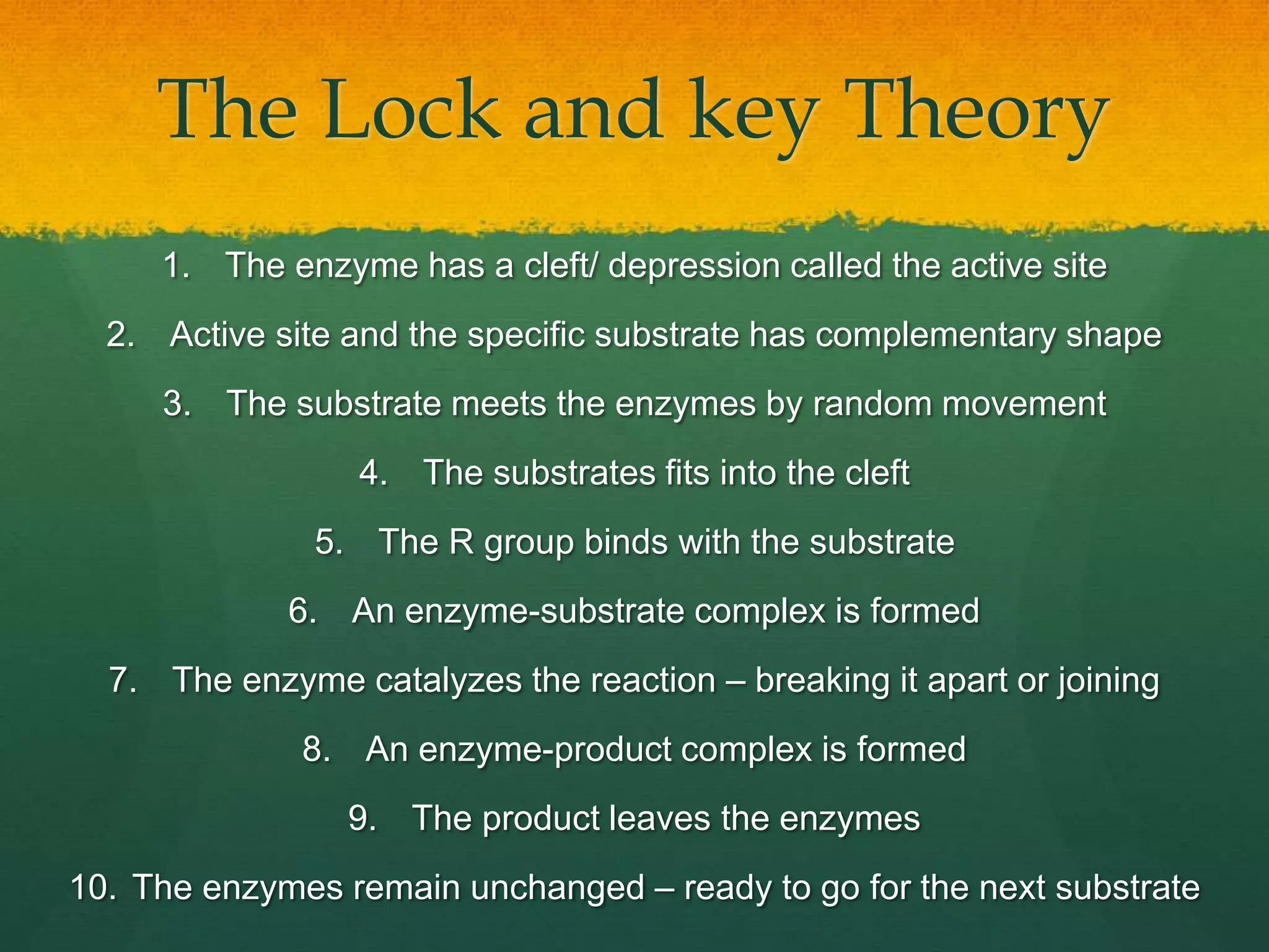 AS Level Biology - 3) Enzymes | PPTX