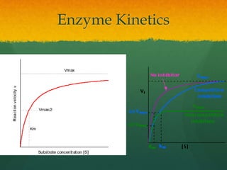 AS Level Biology - 3) Enzymes | PPTX
