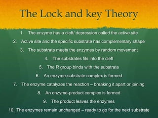 AS Level Biology - 3) Enzymes | PPTX