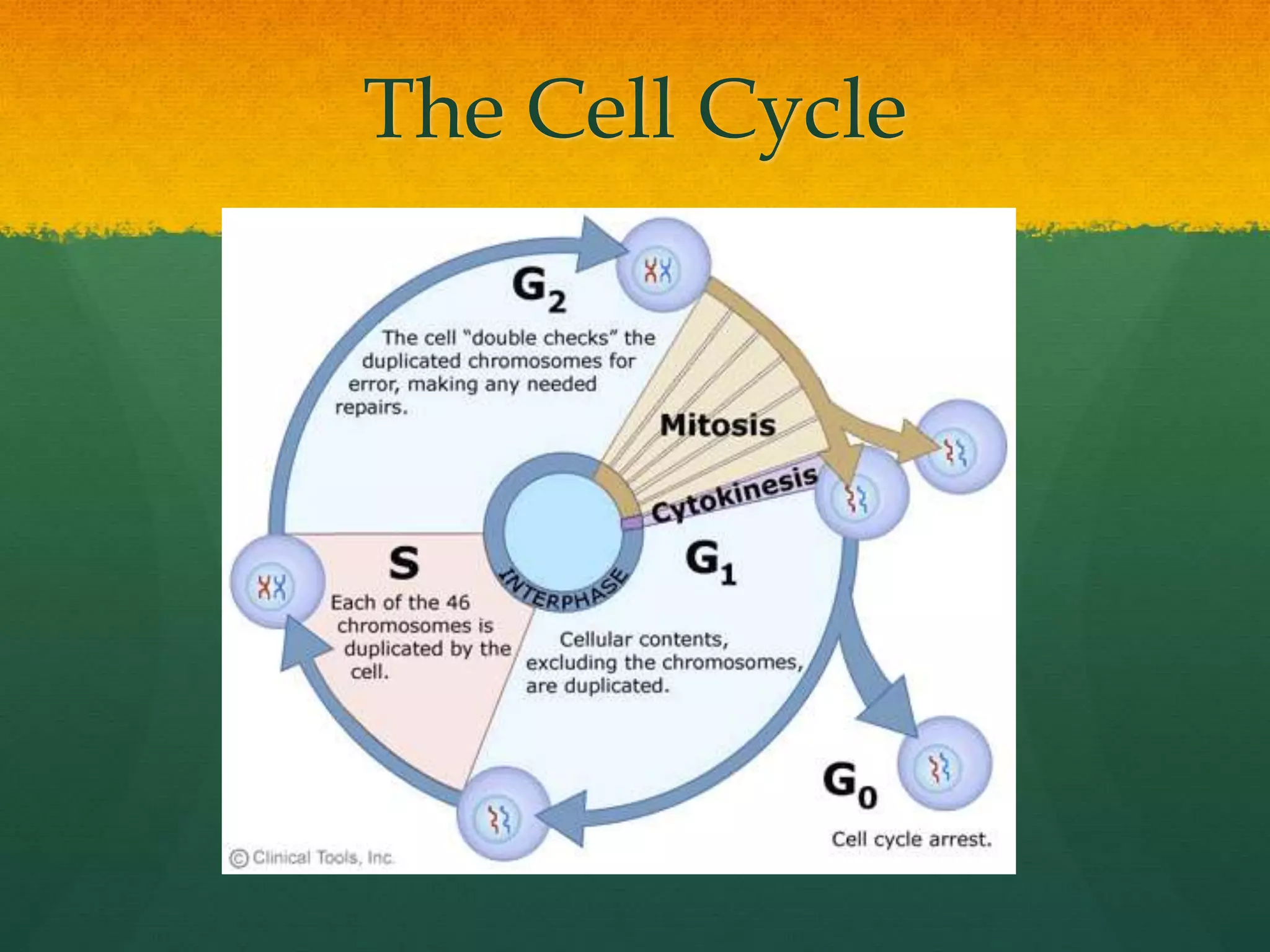 AS Level Biology - 5/6) Mitotic Cell Cycle and Protein Synthesis | PPTX