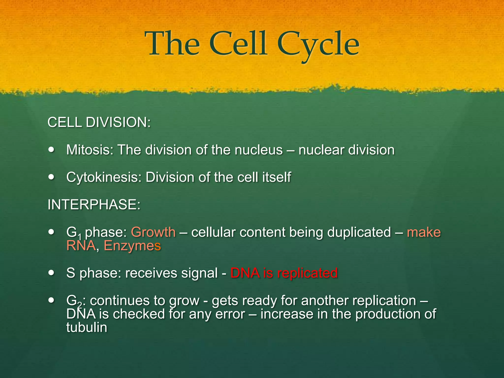 AS Level Biology - 5/6) Mitotic Cell Cycle and Protein Synthesis | PPTX