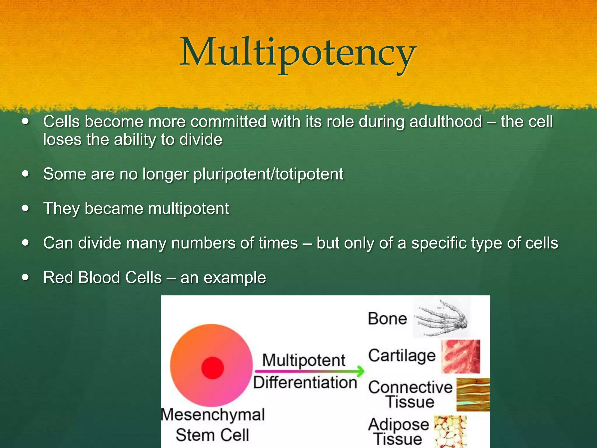 AS Level Biology - 5/6) Mitotic Cell Cycle and Protein Synthesis | PPTX