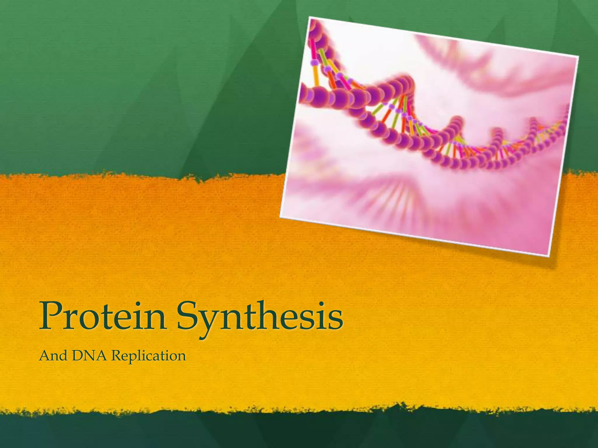 AS Level Biology - 5/6) Mitotic Cell Cycle and Protein Synthesis | PPTX