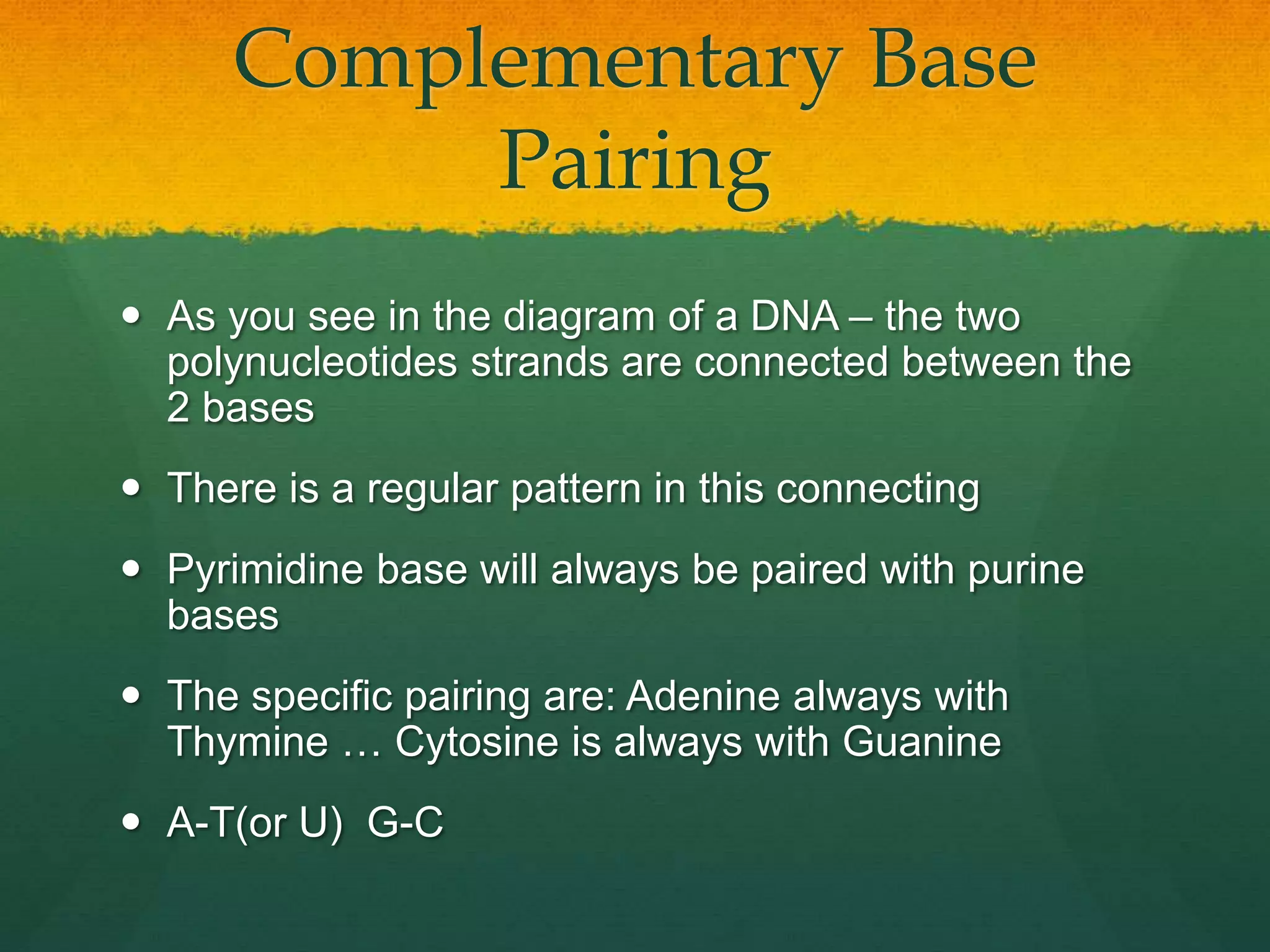 AS Level Biology - 5/6) Mitotic Cell Cycle and Protein Synthesis | PPTX