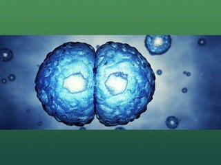 AS Level Biology - 5/6) Mitotic Cell Cycle and Protein Synthesis | PPTX