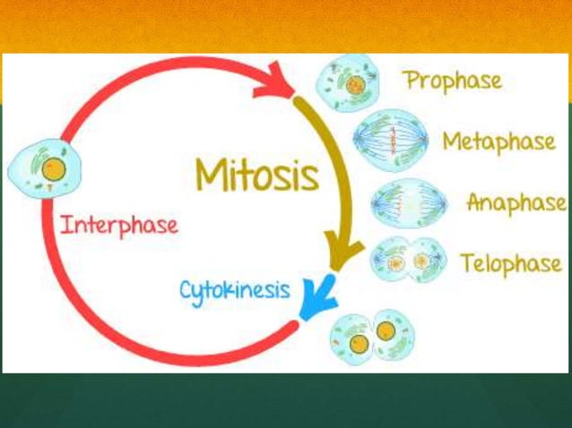 AS Level Biology - 5/6) Mitotic Cell Cycle and Protein Synthesis | PPTX ...