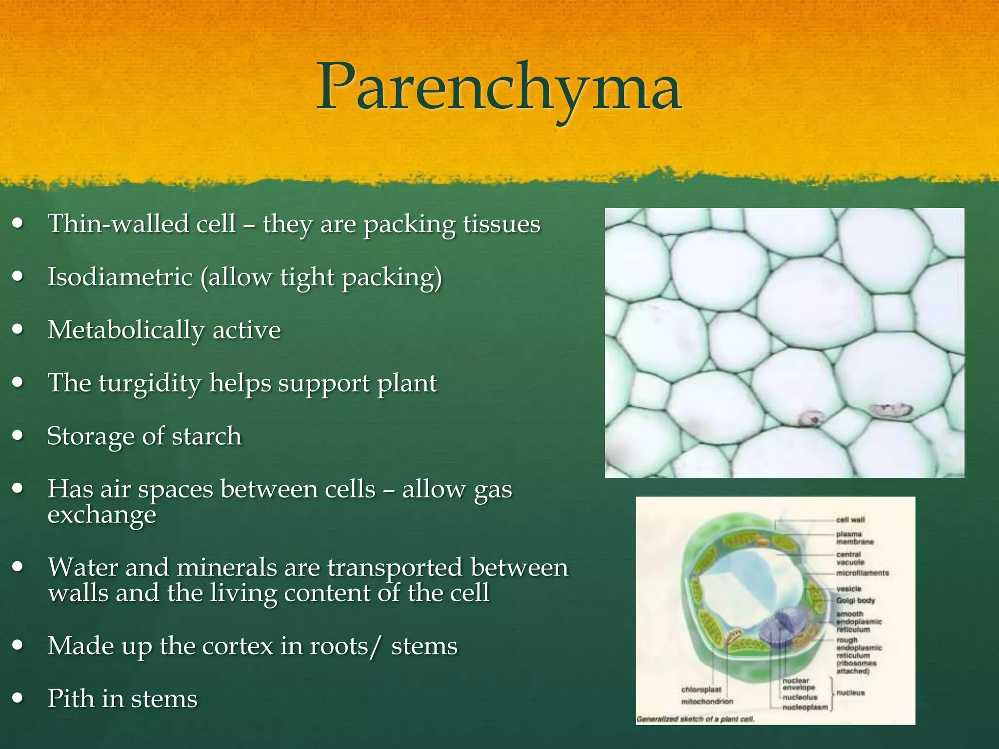 AS Level Biology - 7) Plant Transport | PPTX