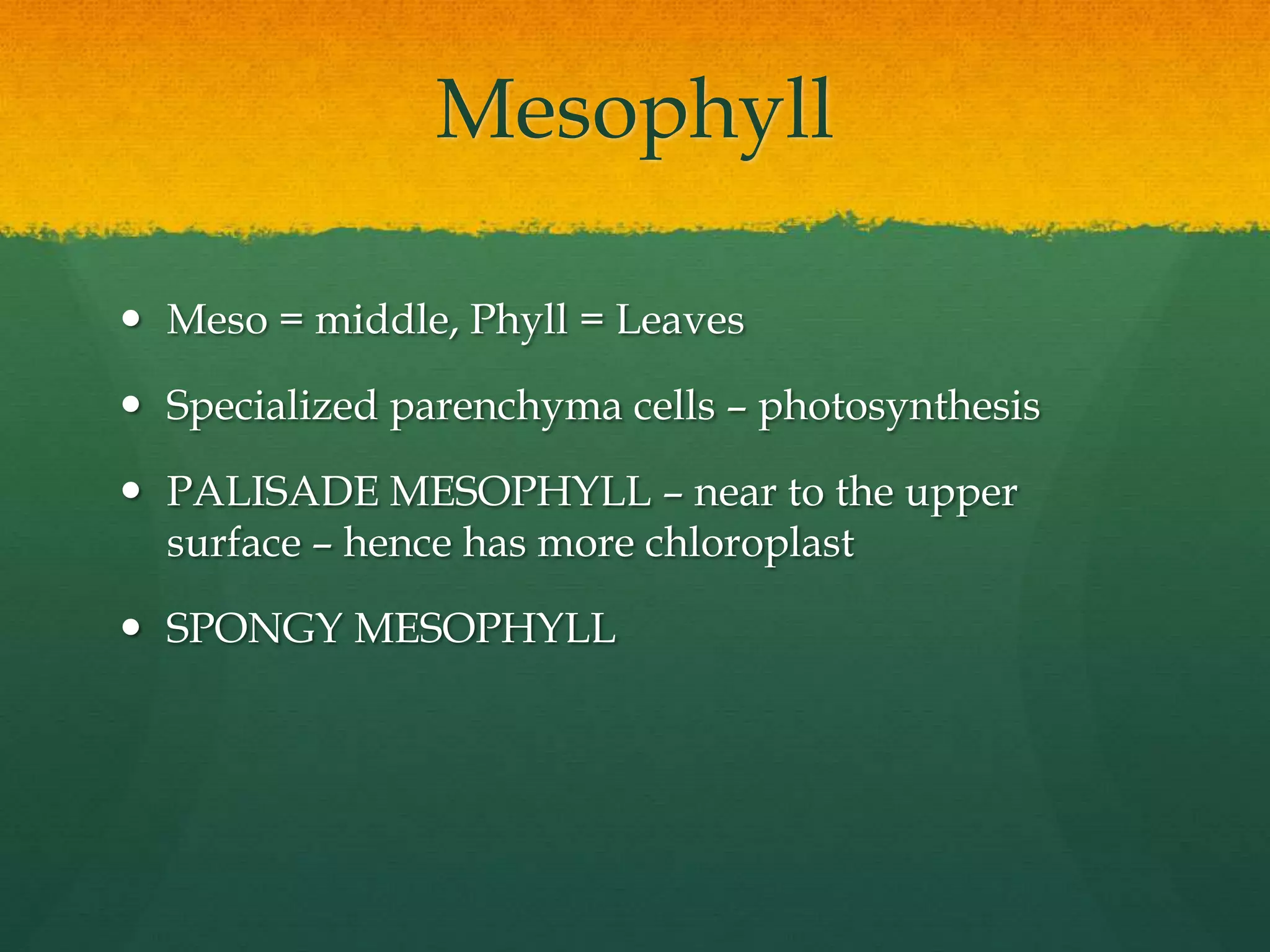 AS Level Biology - 7) Plant Transport | PPTX