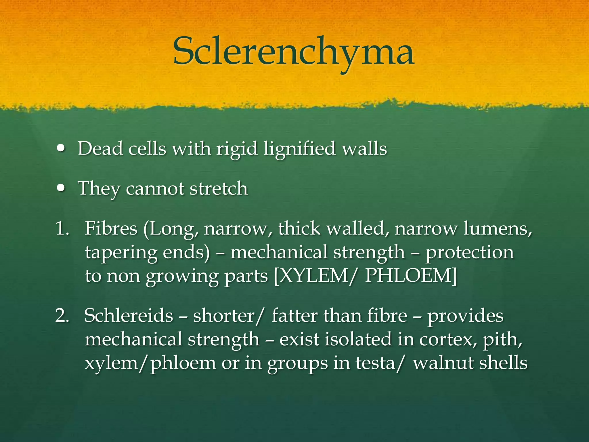 AS Level Biology - 7) Plant Transport | PPTX
