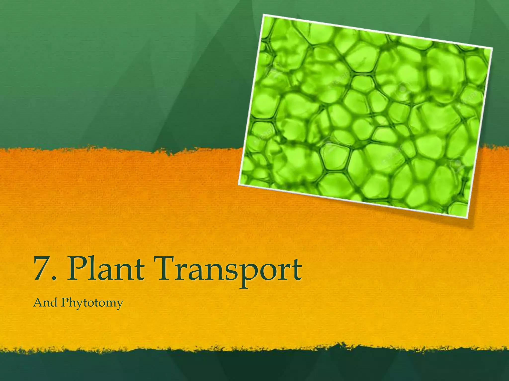 AS Level Biology - 7) Plant Transport | PPTX