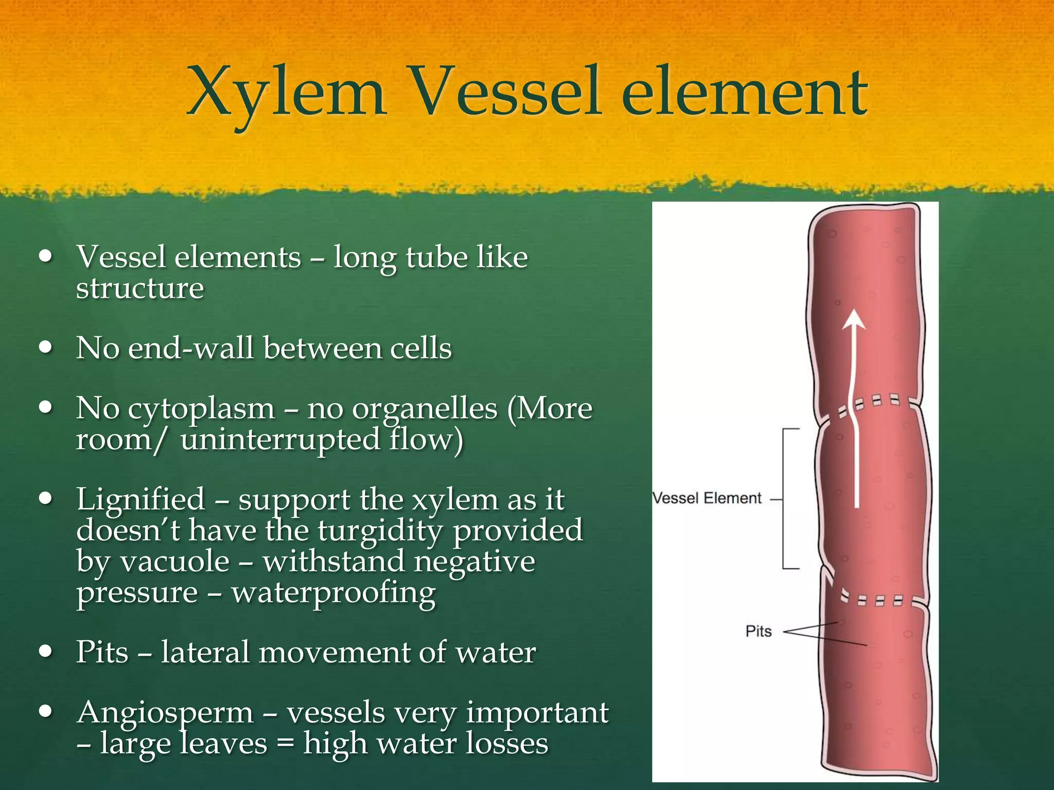 AS Level Biology - 7) Plant Transport | PPTX
