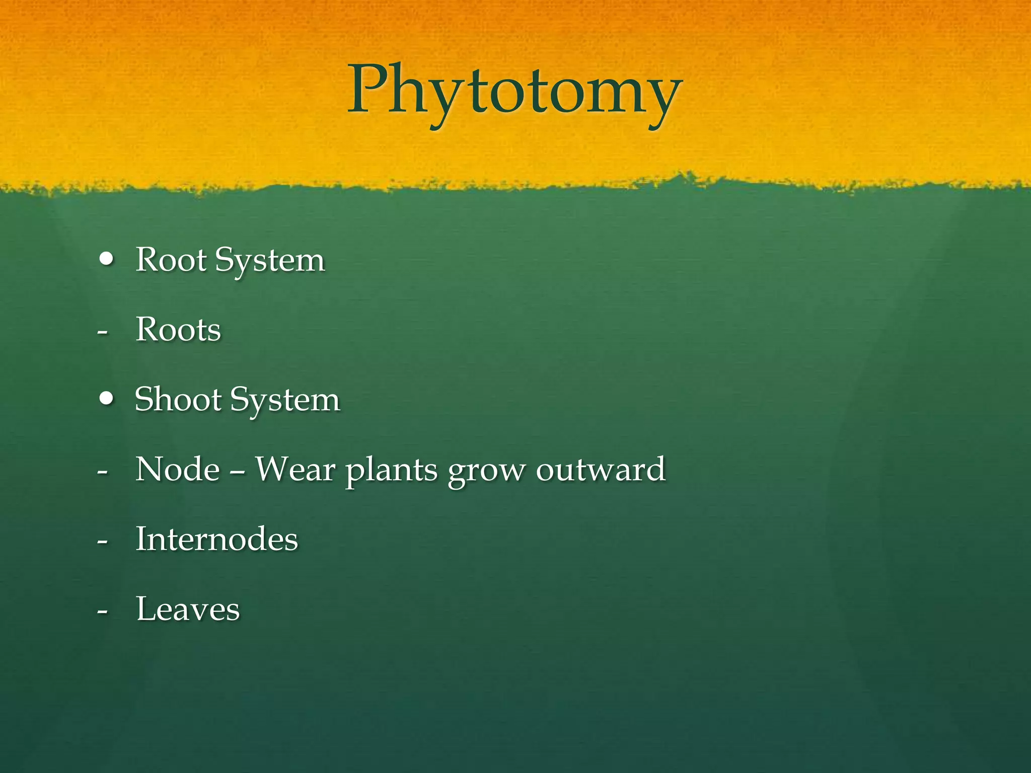 AS Level Biology - 7) Plant Transport | PPTX
