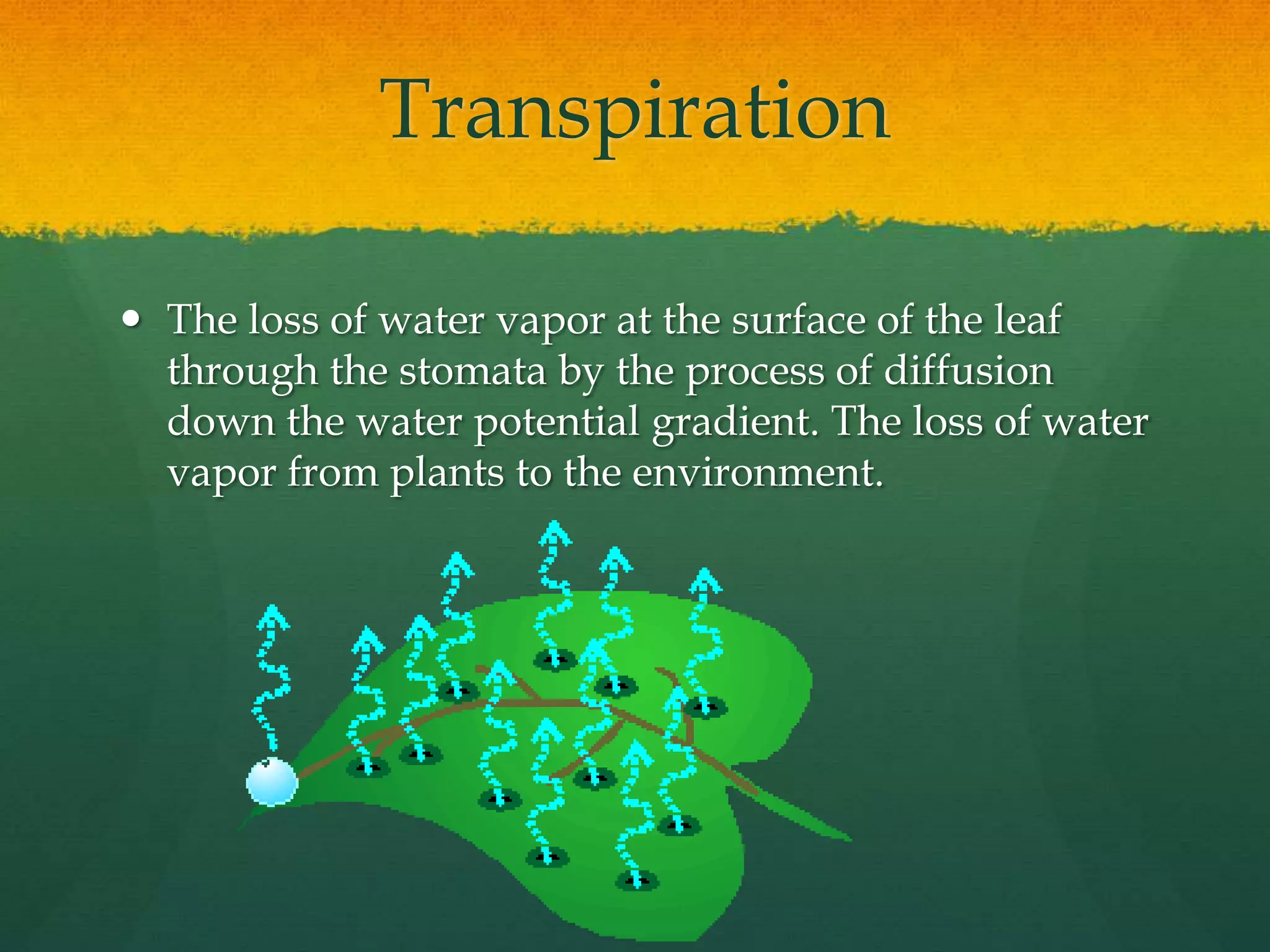 AS Level Biology - 7) Plant Transport | PPTX