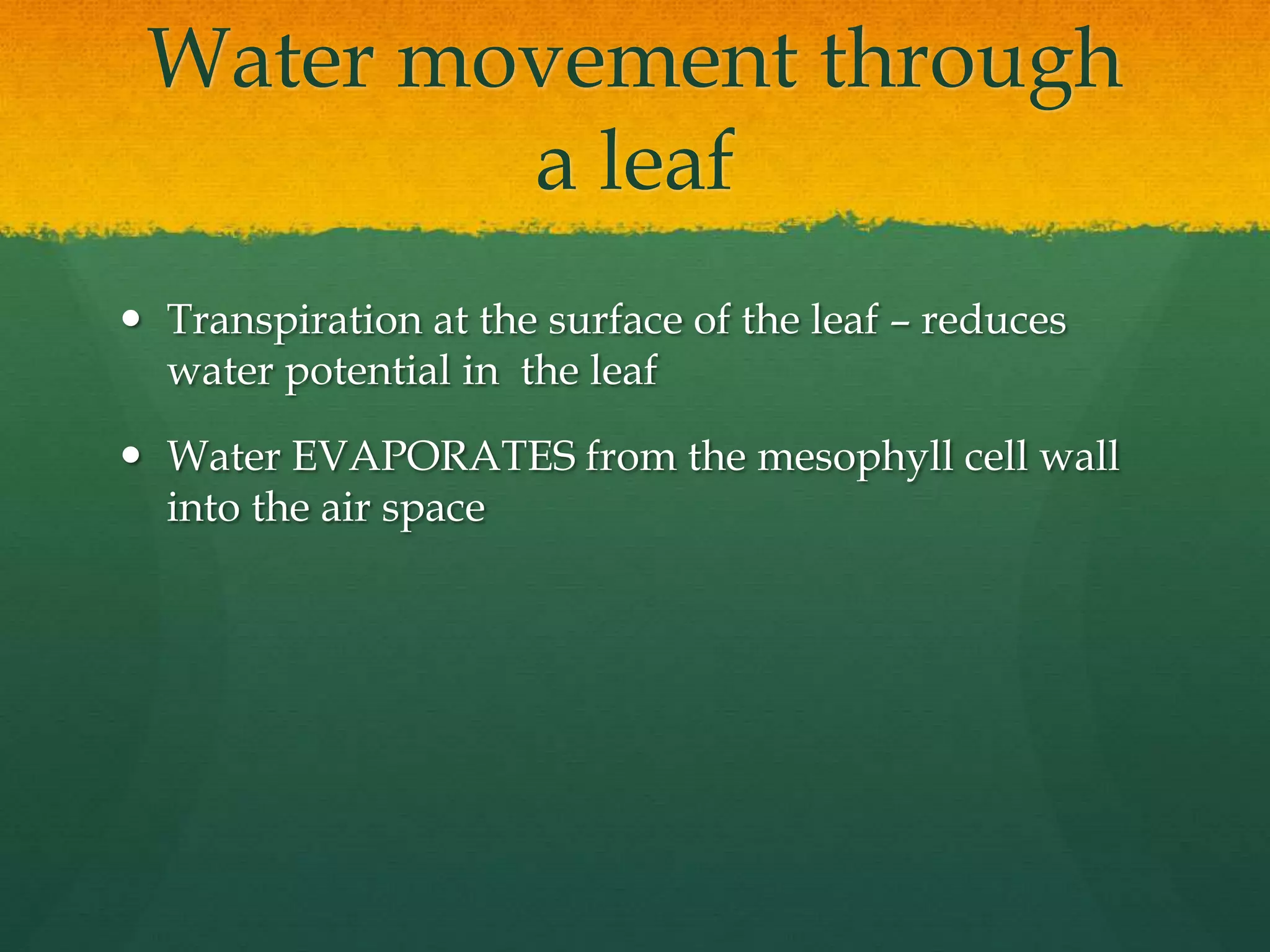 AS Level Biology - 7) Plant Transport | PPTX