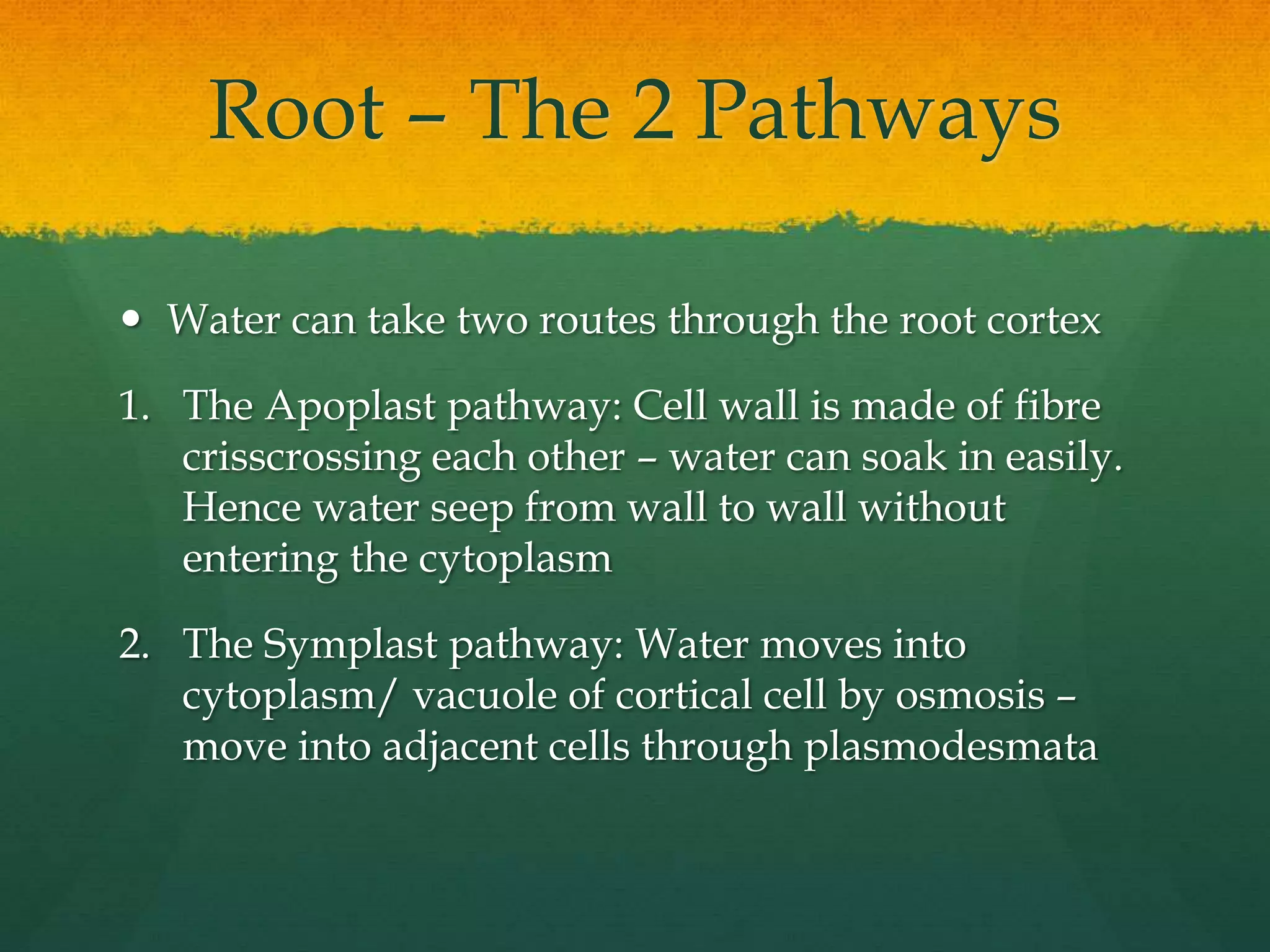 AS Level Biology - 7) Plant Transport | PPTX