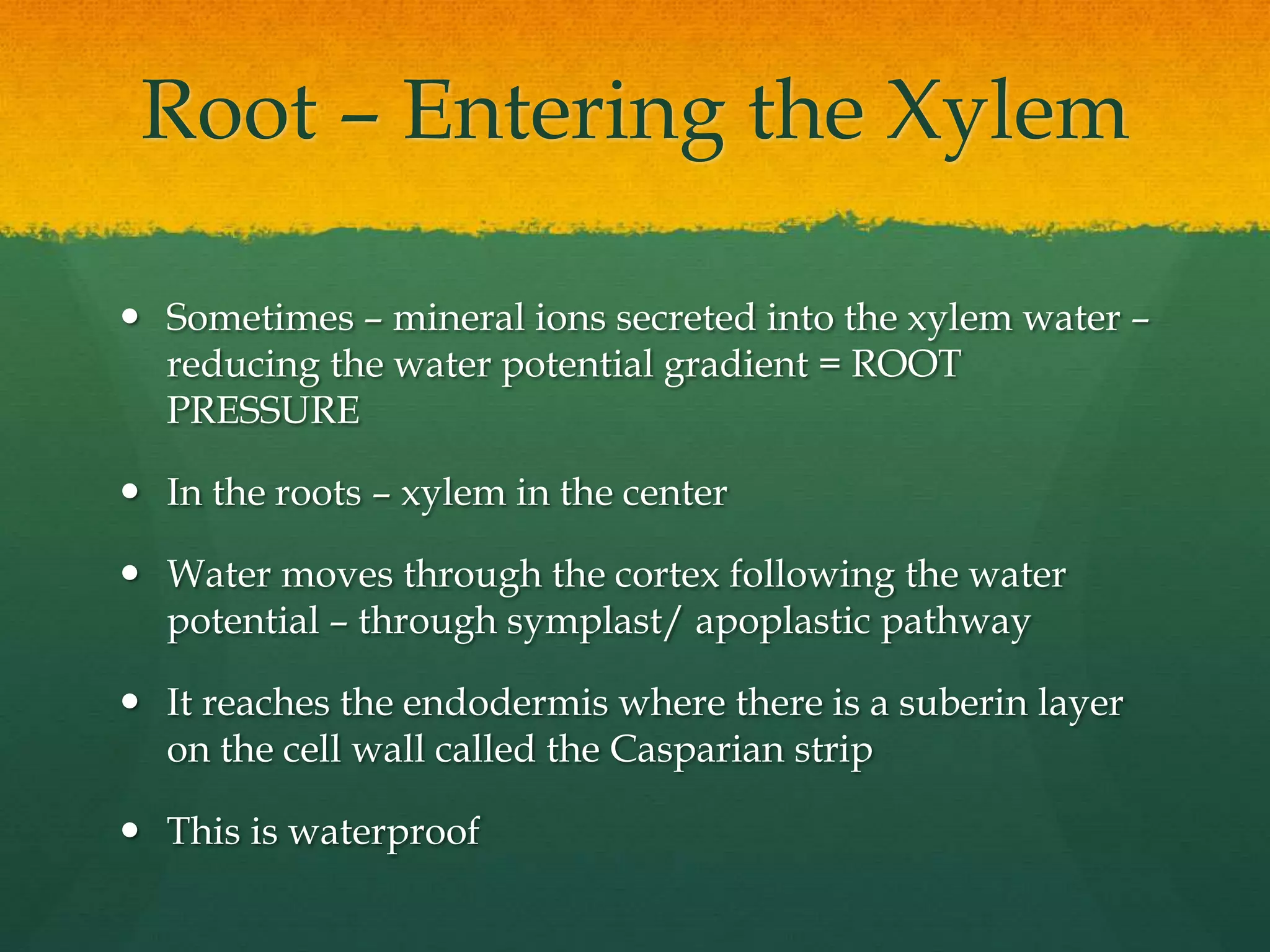 AS Level Biology - 7) Plant Transport | PPTX