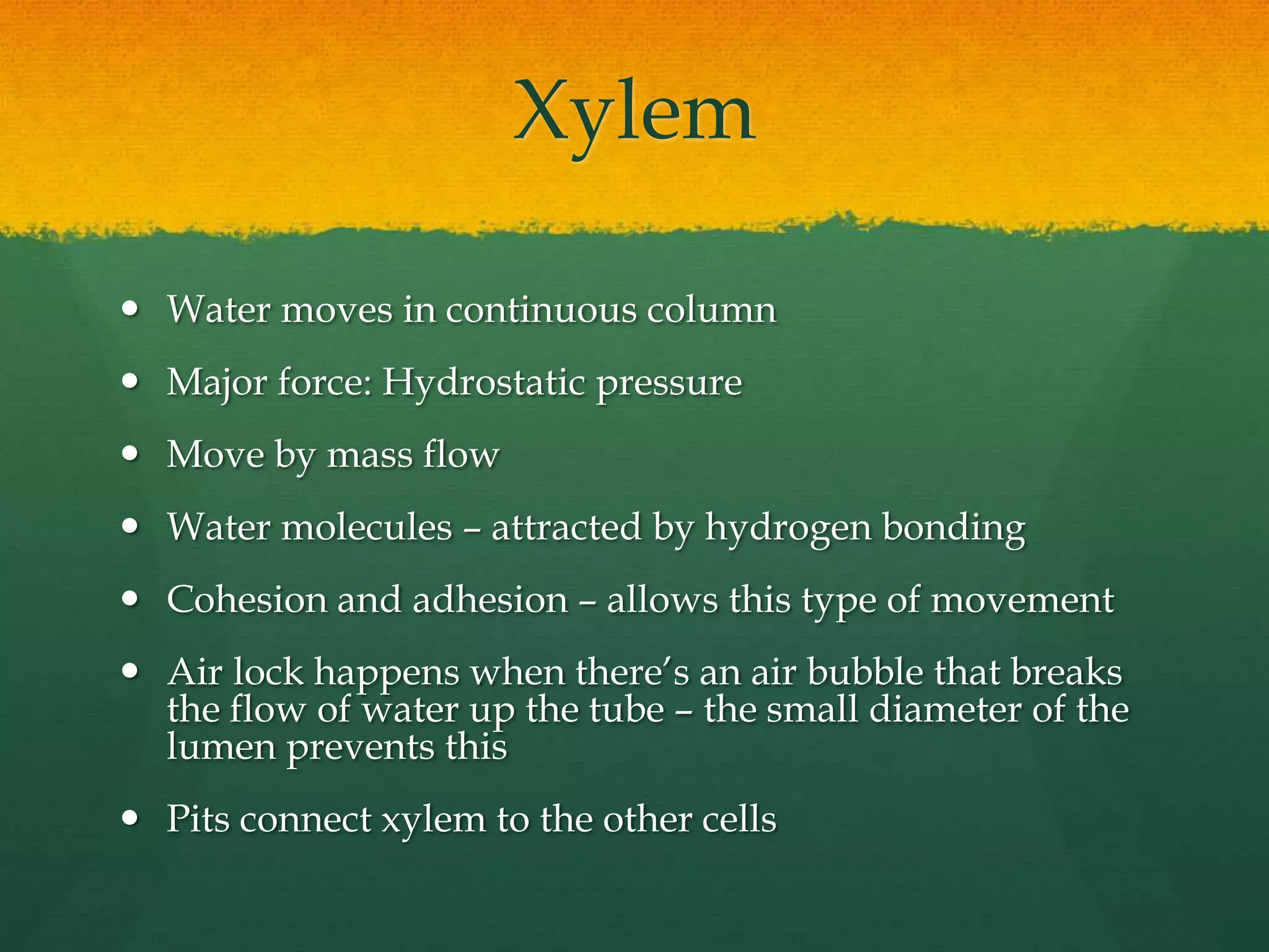 AS Level Biology - 7) Plant Transport | PPTX