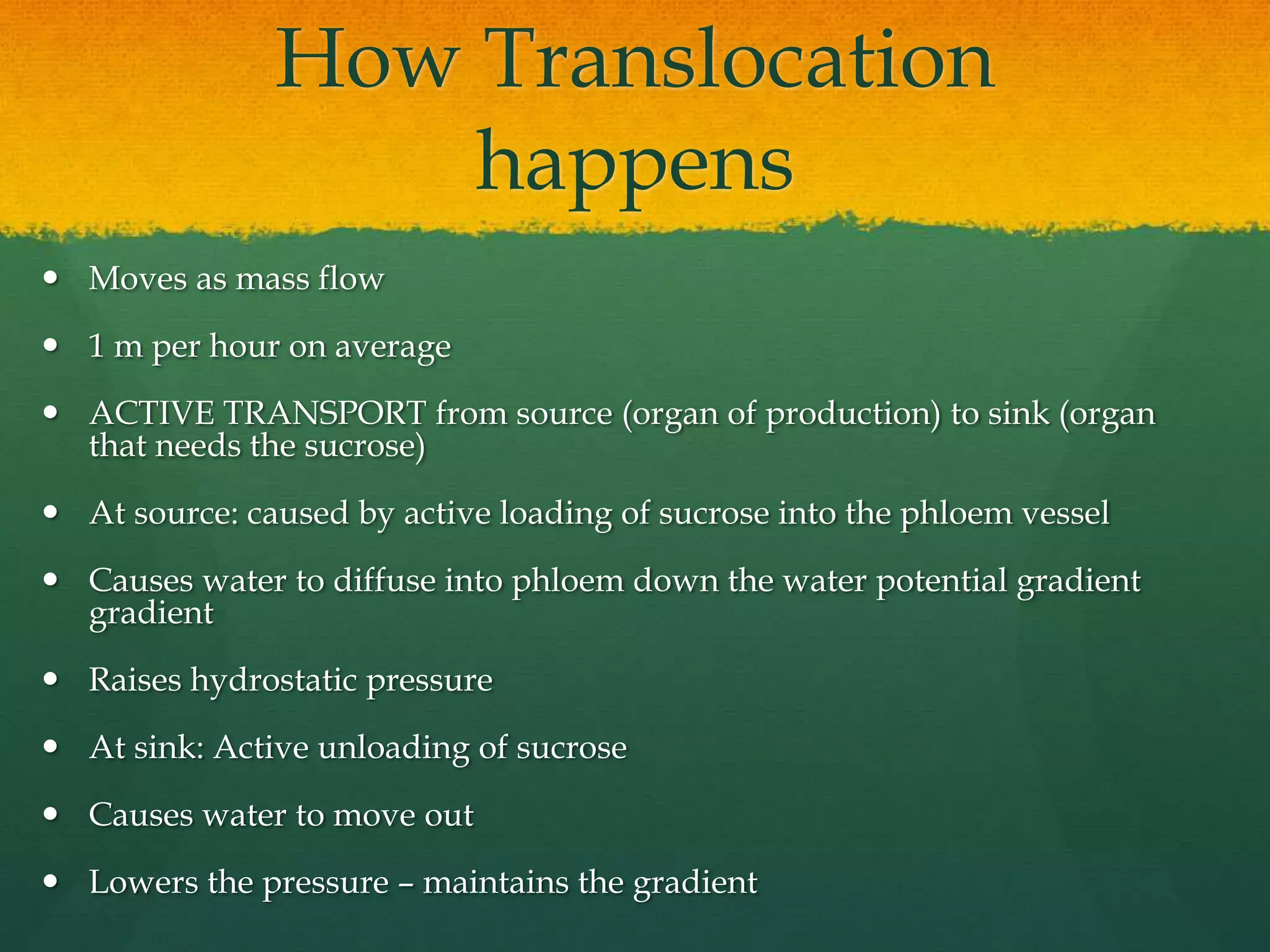 AS Level Biology - 7) Plant Transport | PPTX