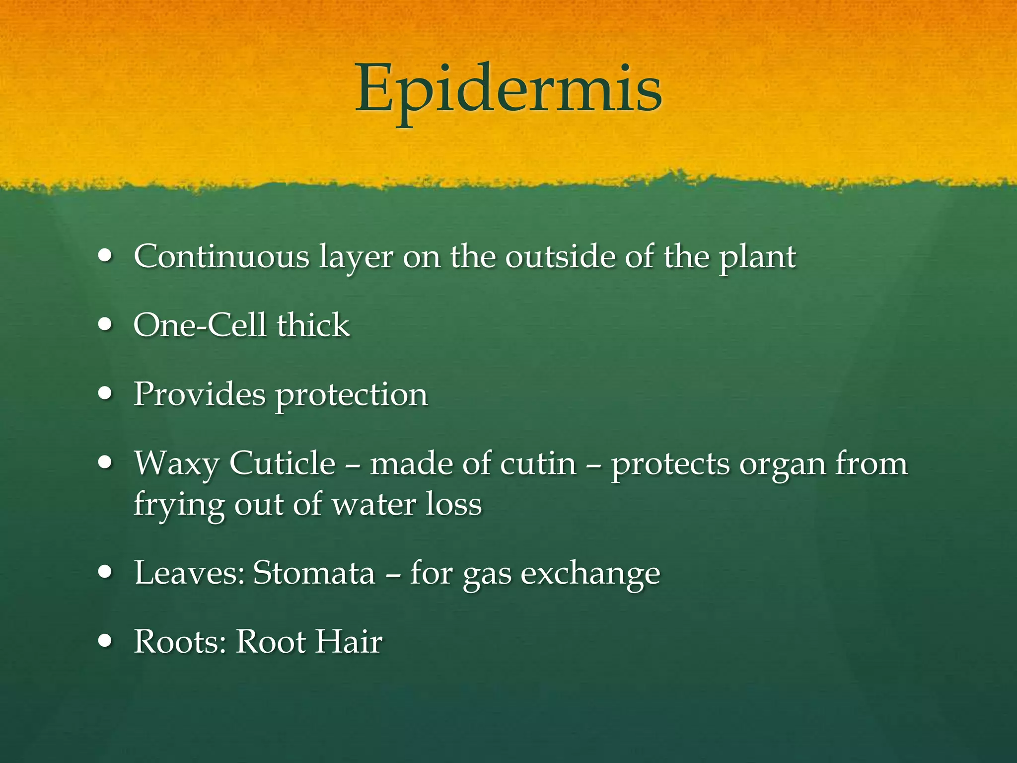 AS Level Biology - 7) Plant Transport | PPTX