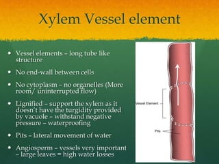 AS Level Biology - 7) Plant Transport | PPTX