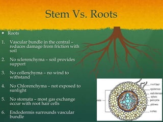 AS Level Biology - 7) Plant Transport | PPTX