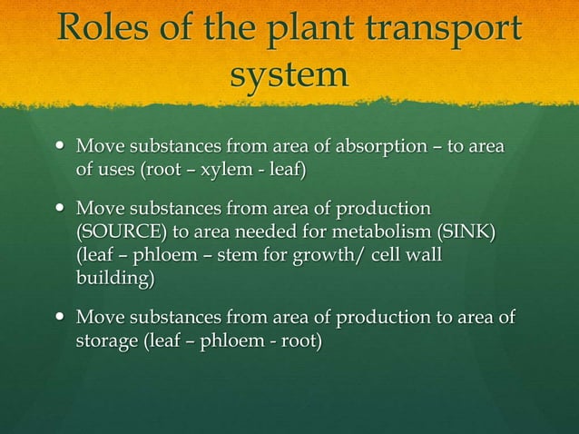 AS Level Biology - 7) Plant Transport | PPTX