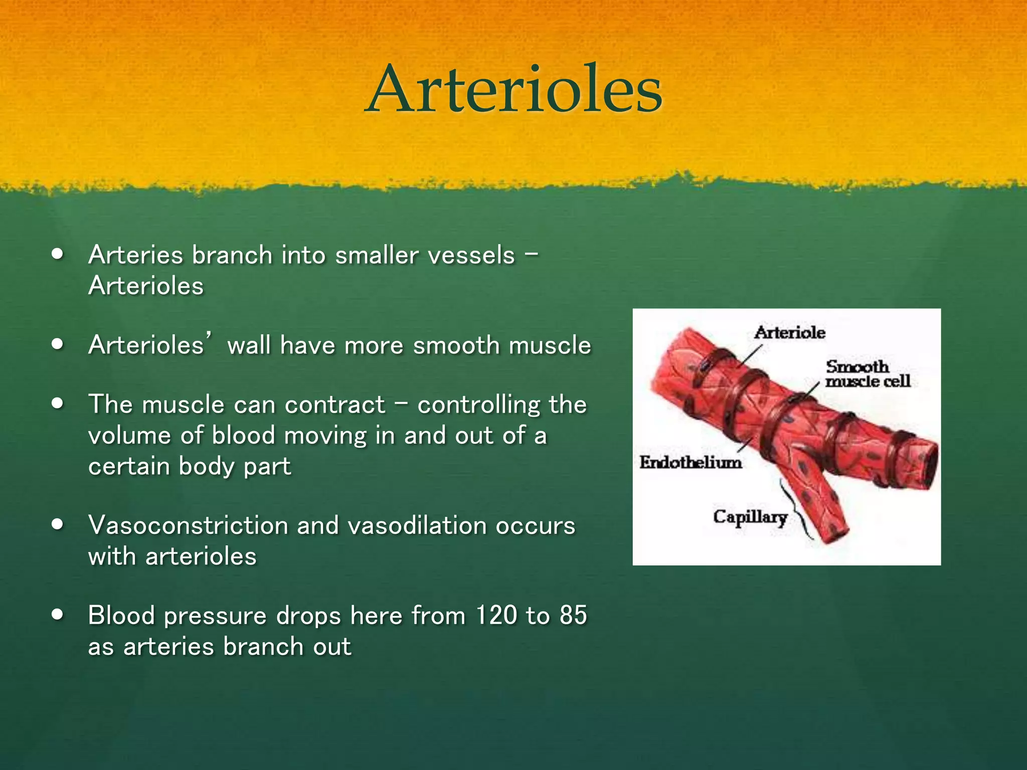 AS Level Biology - 8) Transport in Mammals | PPTX