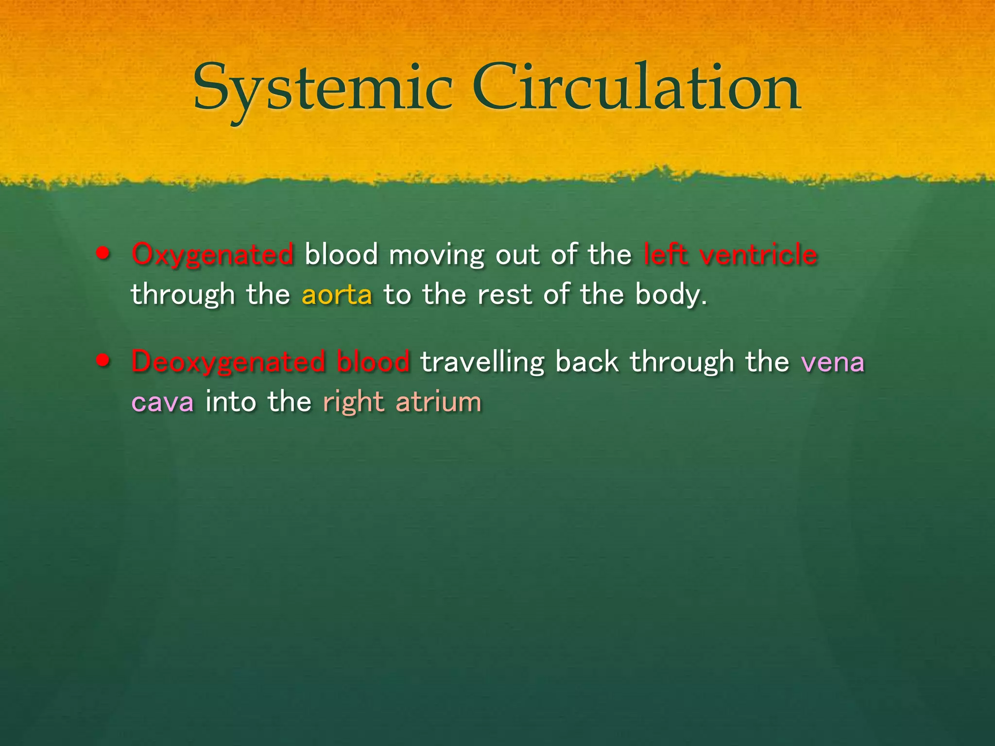 AS Level Biology - 8) Transport in Mammals | PPTX
