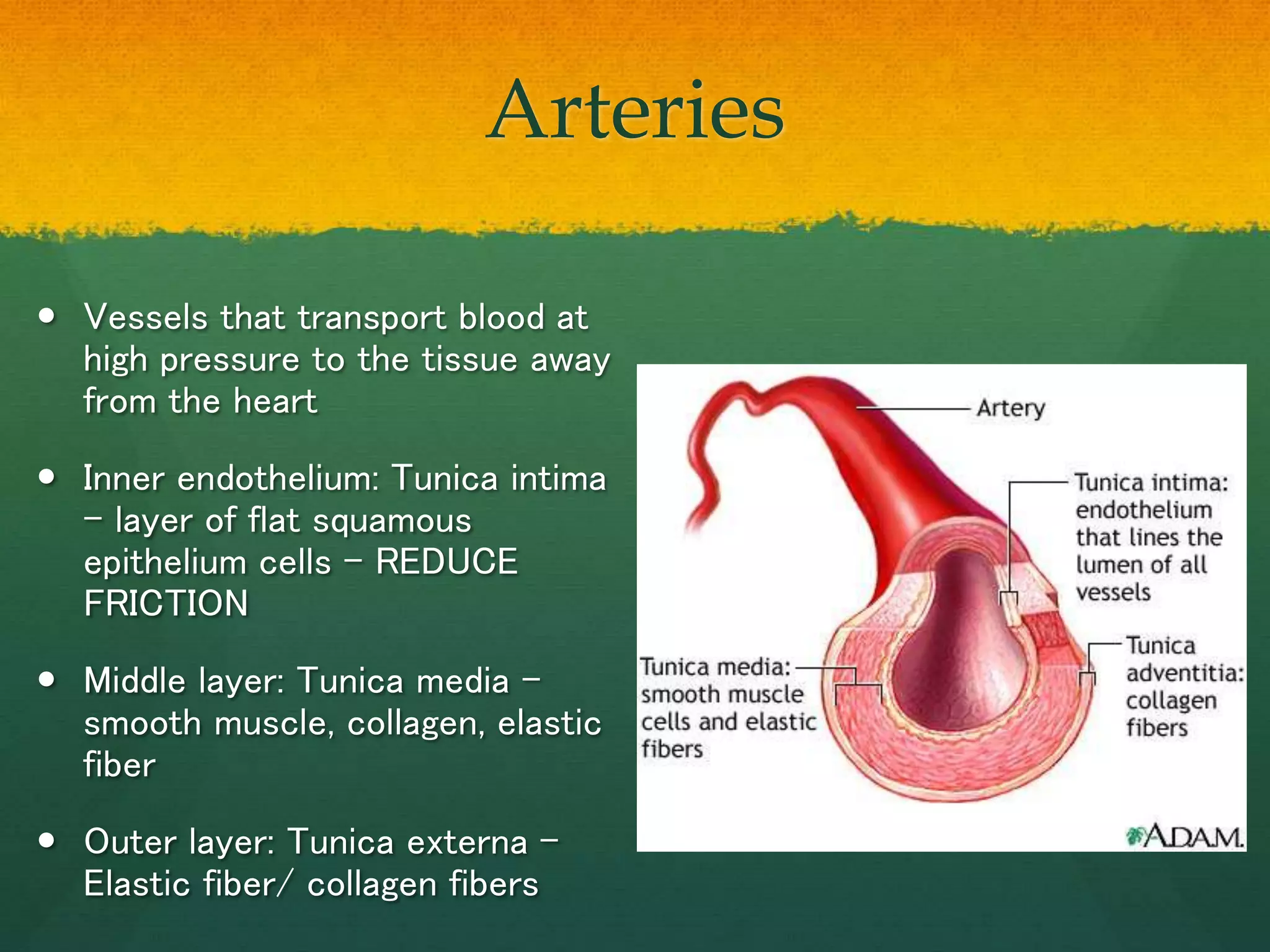 AS Level Biology - 8) Transport in Mammals | PPTX