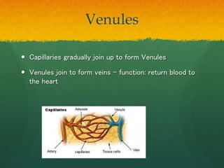 AS Level Biology - 8) Transport in Mammals | PPTX