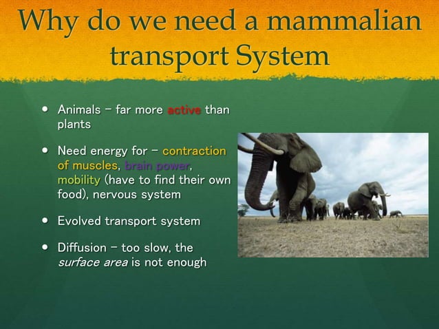 AS Level Biology - 8) Transport in Mammals | PPTX | Heart and Cardiovascular Diseases | Diseases ...