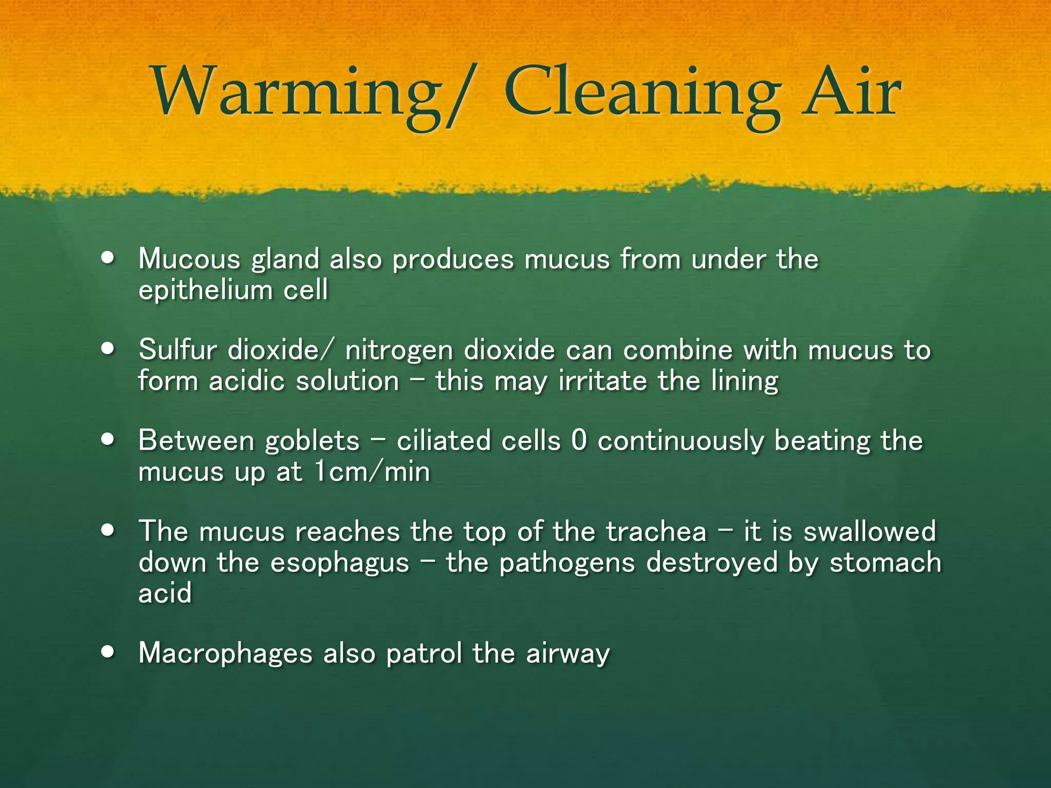 AS Level Biology - 9) Gas Exchange | PPTX
