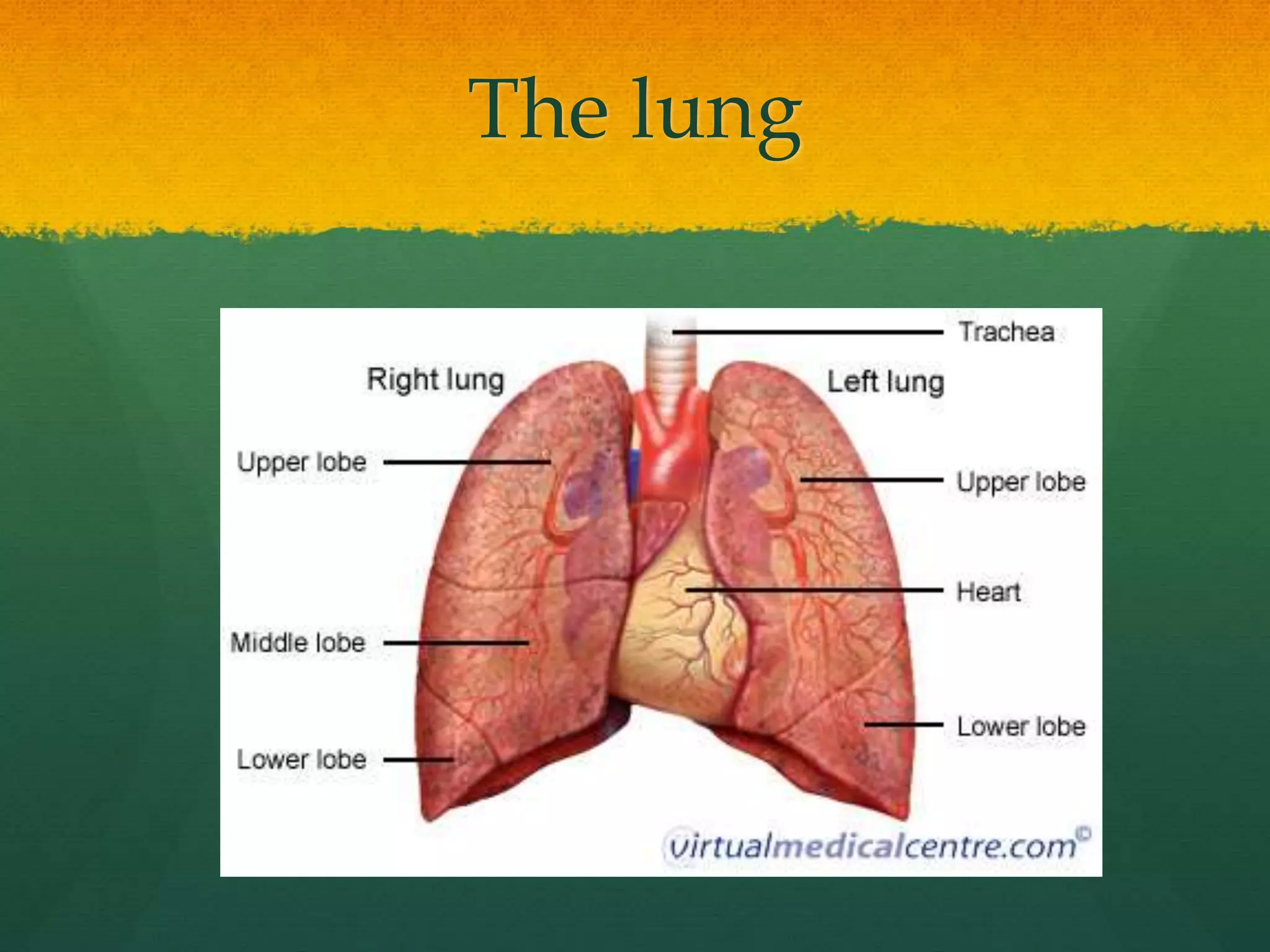 AS Level Biology - 9) Gas Exchange | PPTX