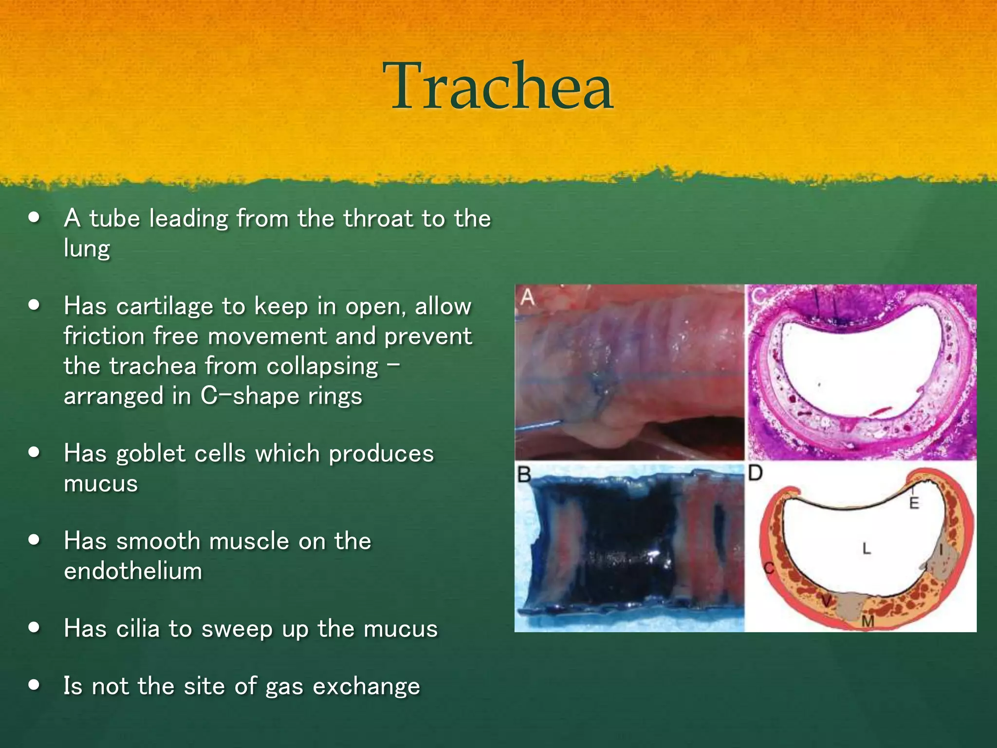 AS Level Biology - 9) Gas Exchange | PPTX