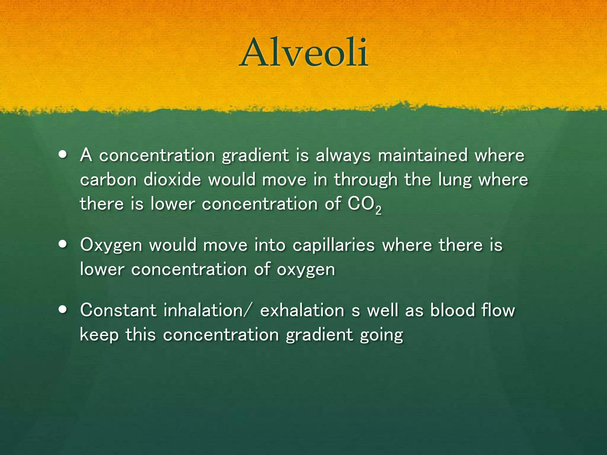 AS Level Biology - 9) Gas Exchange | PPTX