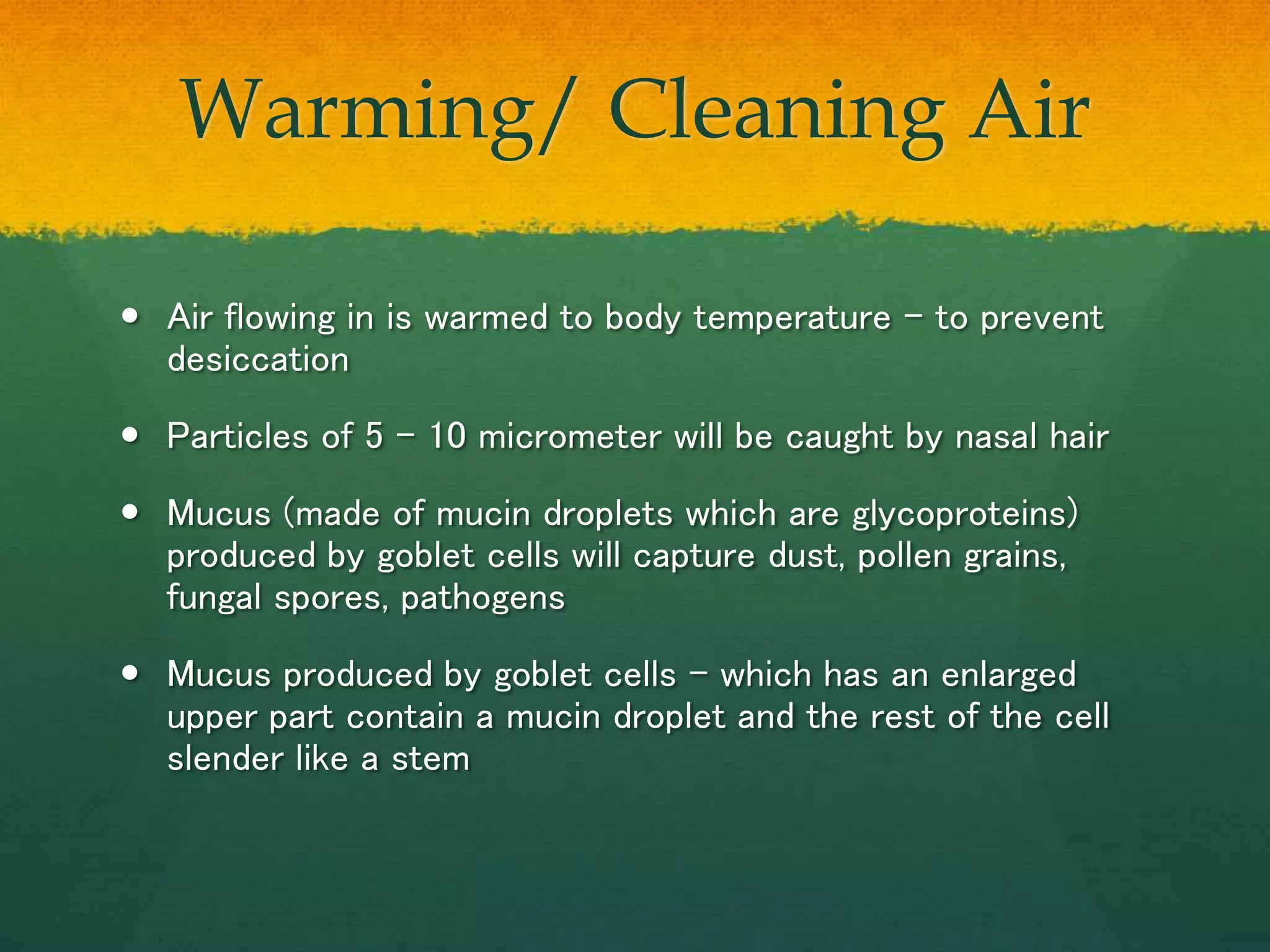 AS Level Biology - 9) Gas Exchange | PPTX