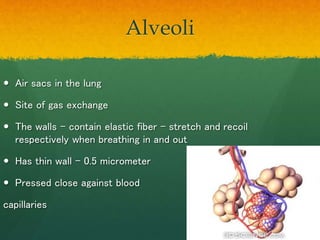 AS Level Biology - 9) Gas Exchange | PPTX
